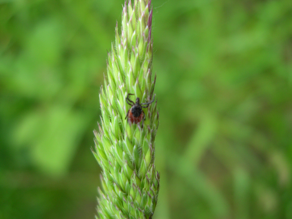 CLIMAE Metaprogram - CLIMATICK